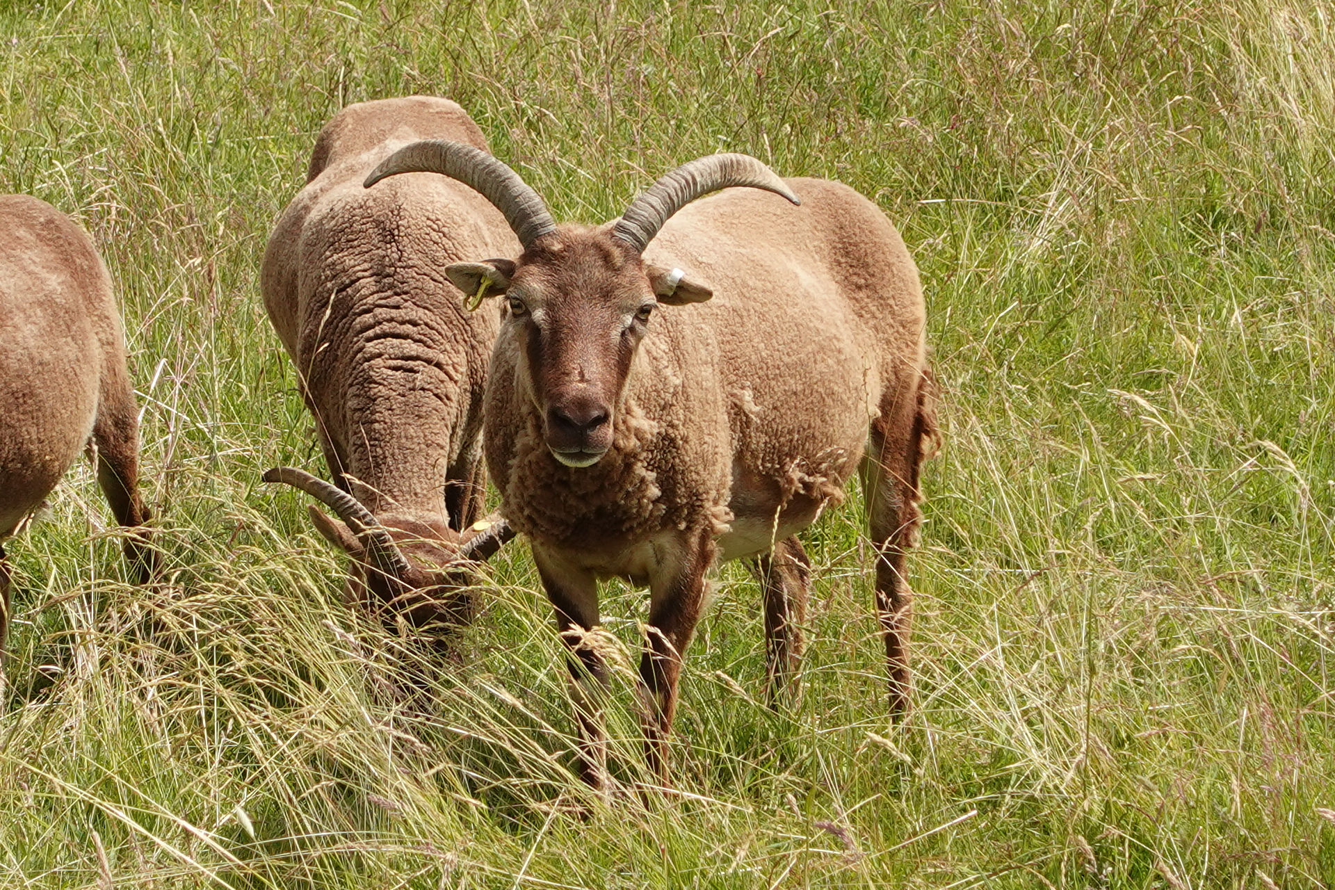 Rare Breed Sheep & Chickens - Eden Acres
