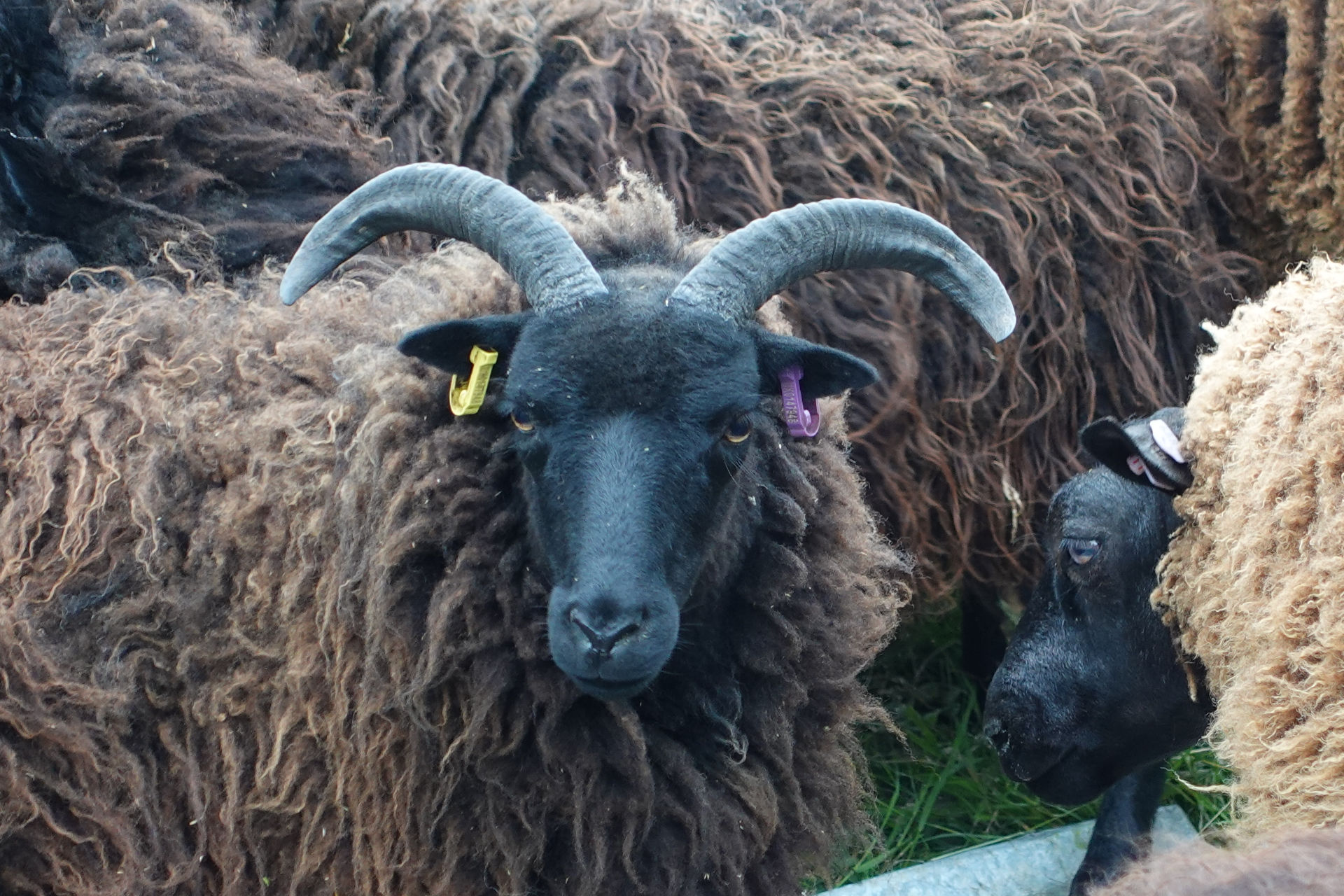 Rare Breed Sheep & Chickens - Eden Acres